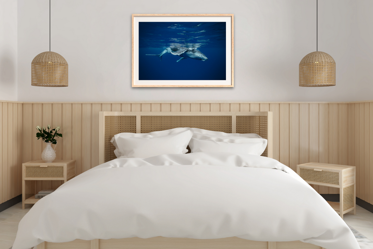Nipper | Humpback Whale Photographic Print by Brooke Miles – Above ...