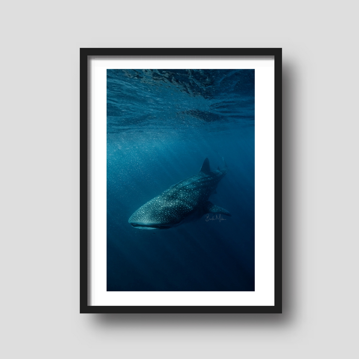 Ridgeback | Whale Shark Photographic Print by Brooke Miles – Above ...