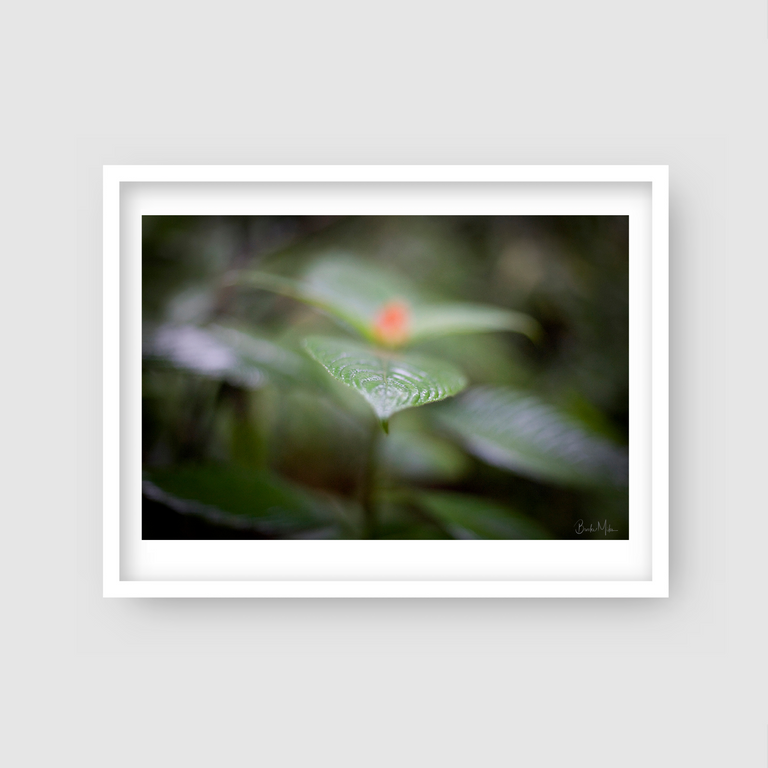 Symmetry | Rainforest Photographic Print by Brooke Miles – Above ...