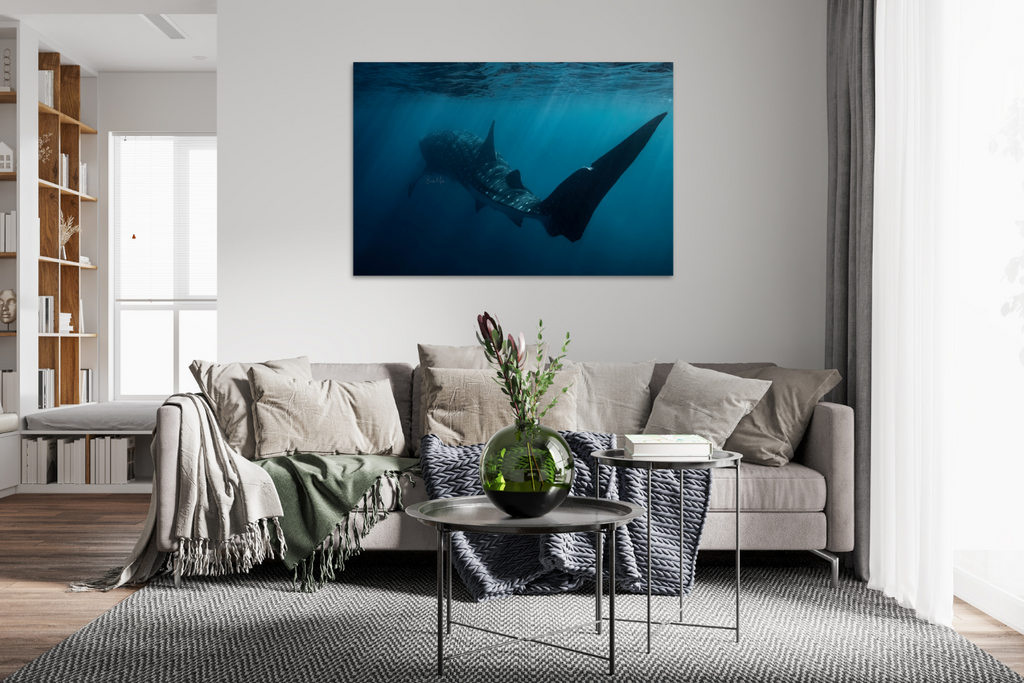 Wicked | Whale Shark Photographic Print by Brooke Miles – Above & Below ...