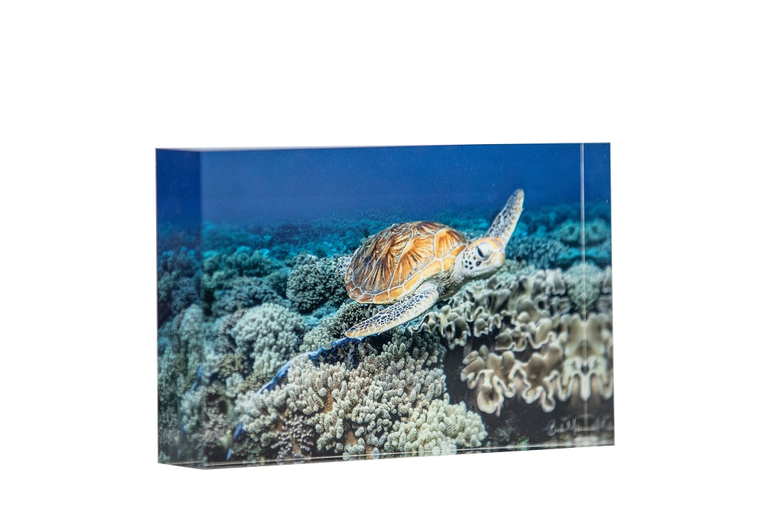 Glider - Acrylic Photo Block - Turtle Print by Brooke Miles - Great ...