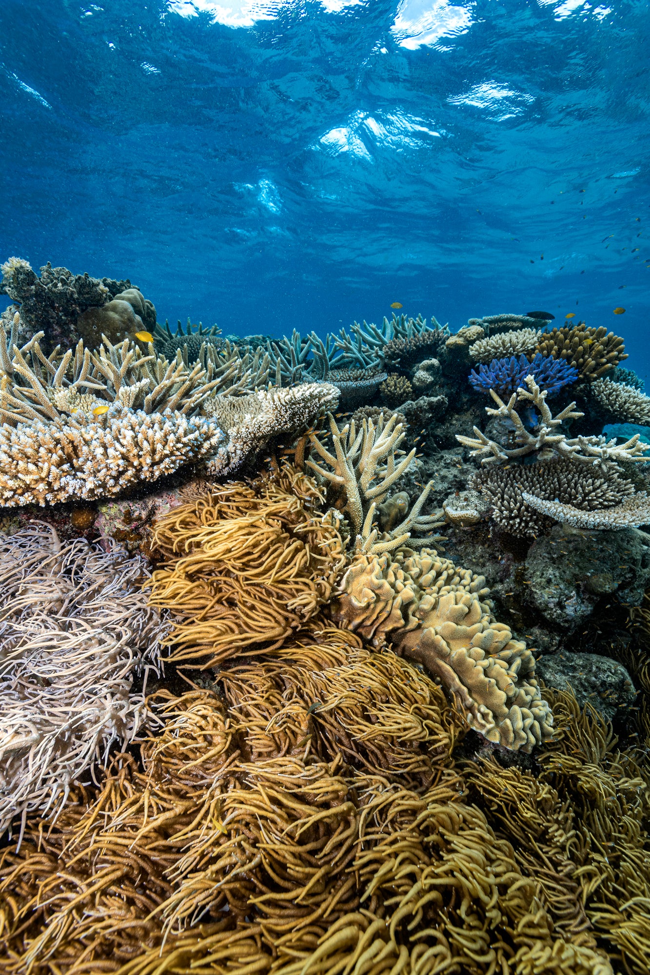 Coral Forest | Coral Reef Underwater Photography by Brooke Miles ...