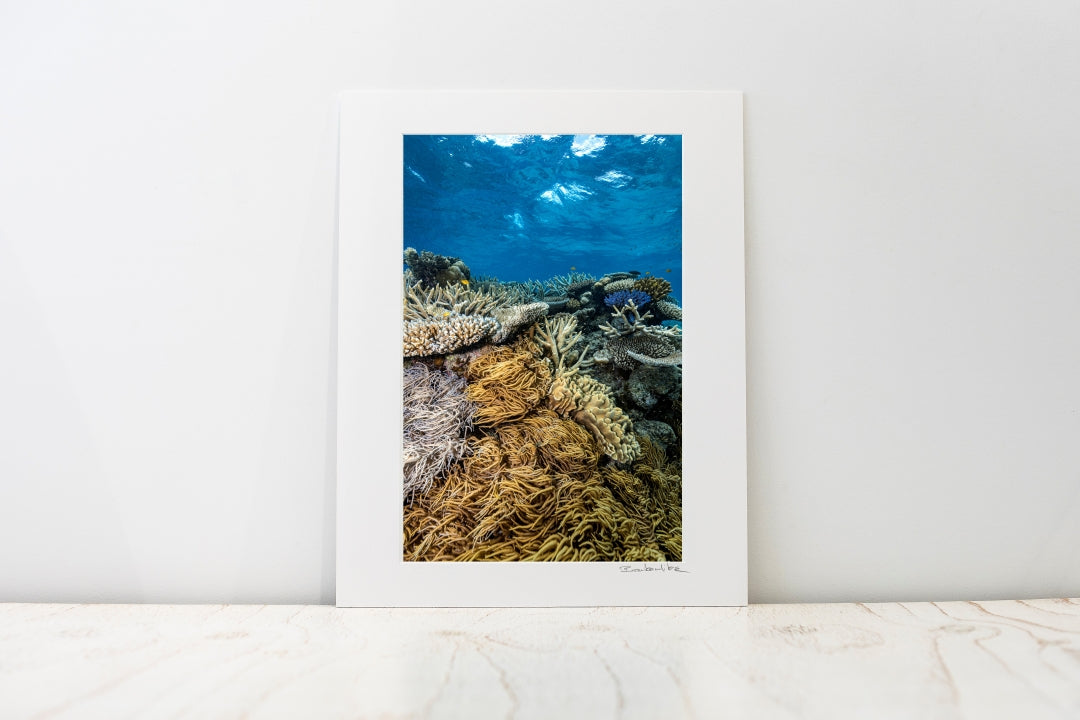 Coral Forest | Coral Reef Underwater Photography by Brooke Miles ...