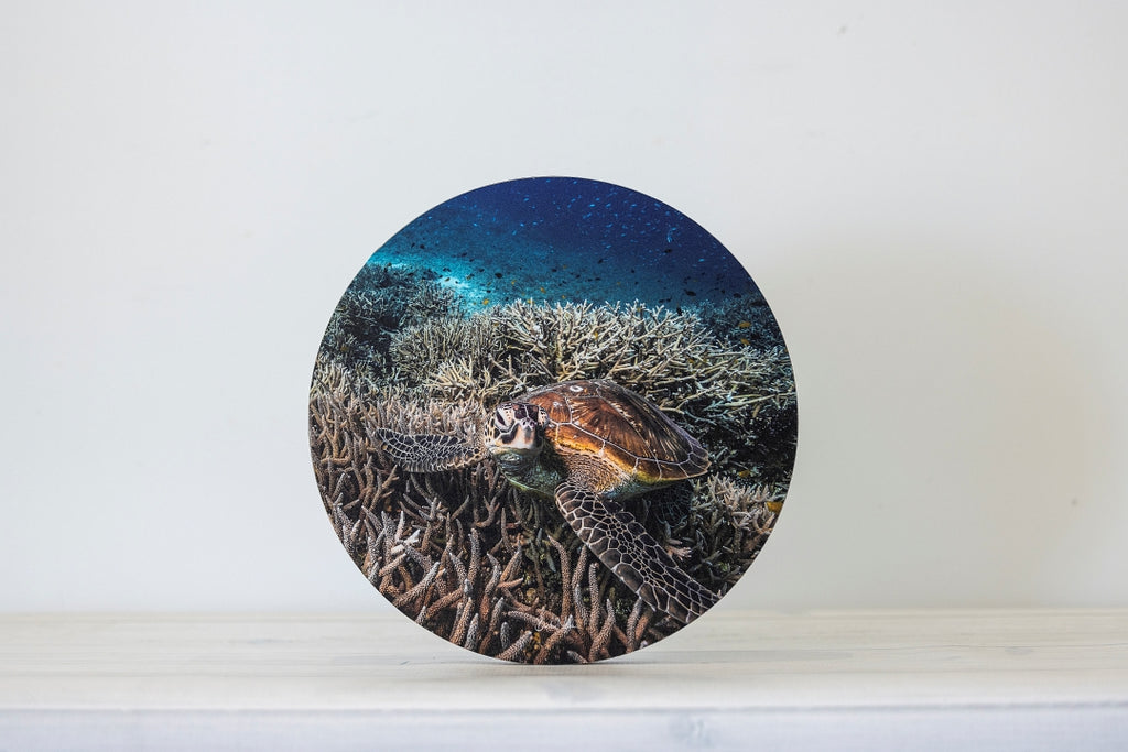 'Crush' - Timber Print – Above & Below Gallery