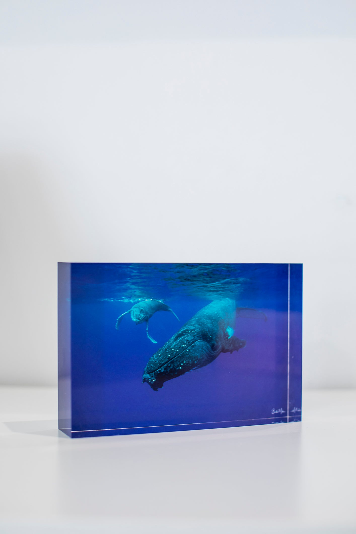 Playtime - Acrylic Photo Block - Whale Print by Brooke Miles - Great ...