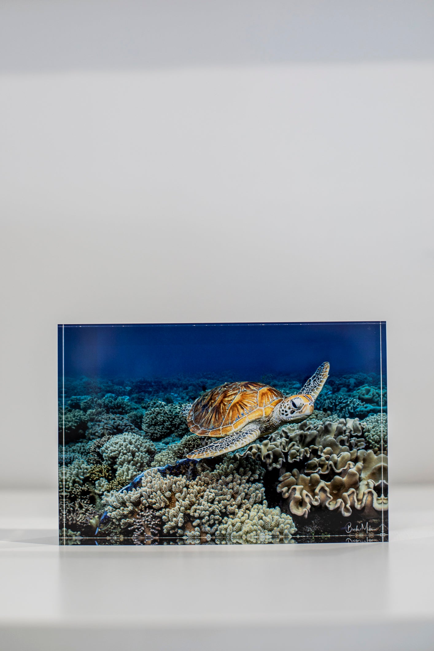Glider - Acrylic Photo Block - Turtle Print by Brooke Miles - Great ...
