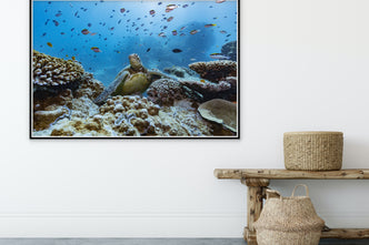 The Most Beautiful Turtle shell. Introducing 'Striker' – Above & Below ...