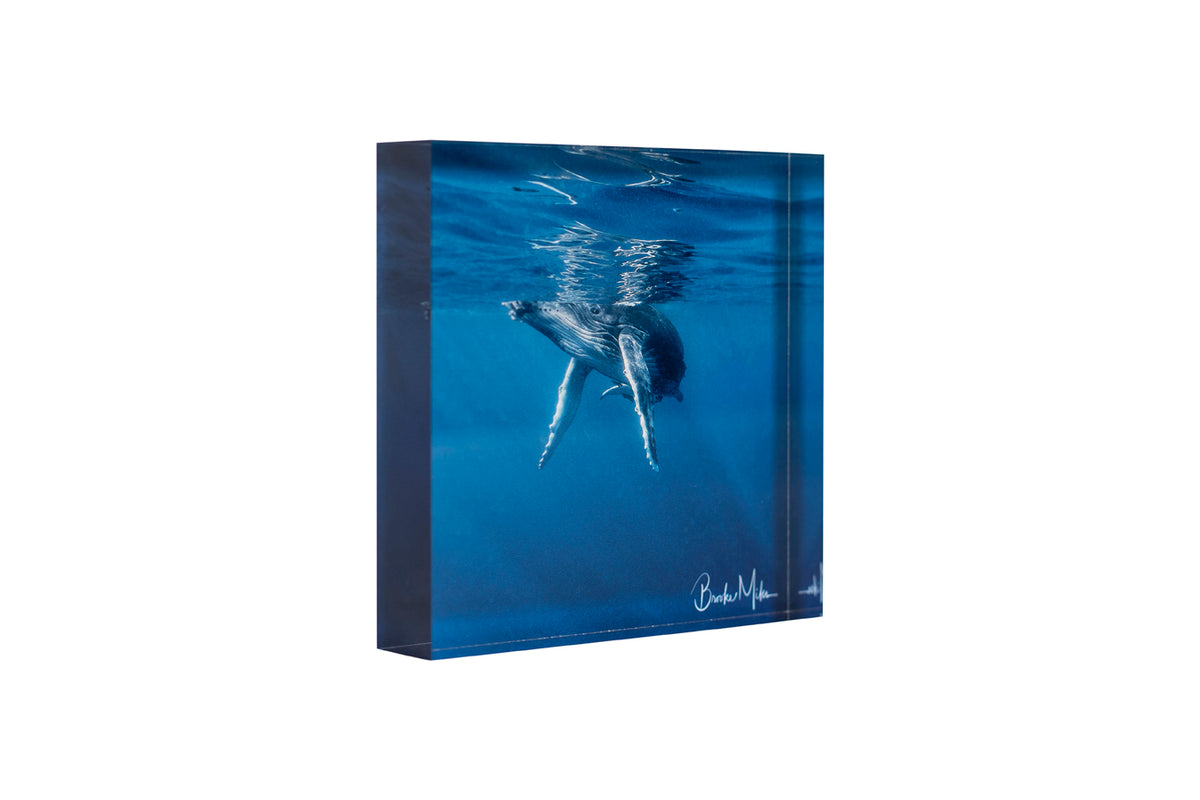 Acrylic Tile - Bluey Print by Brooke Miles - Great Gift Ideas – Above ...