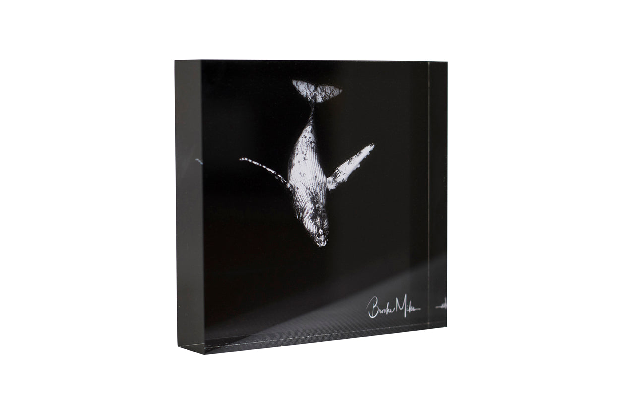 Acrylic Tile - Scratch Print by Brooke Miles - Great Gift Ideas – Above ...